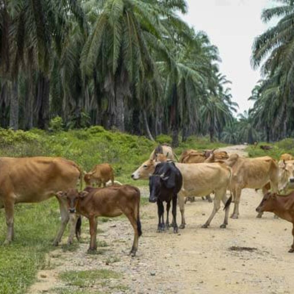 Integrasi Sawit Sapi - InfoSAWIT