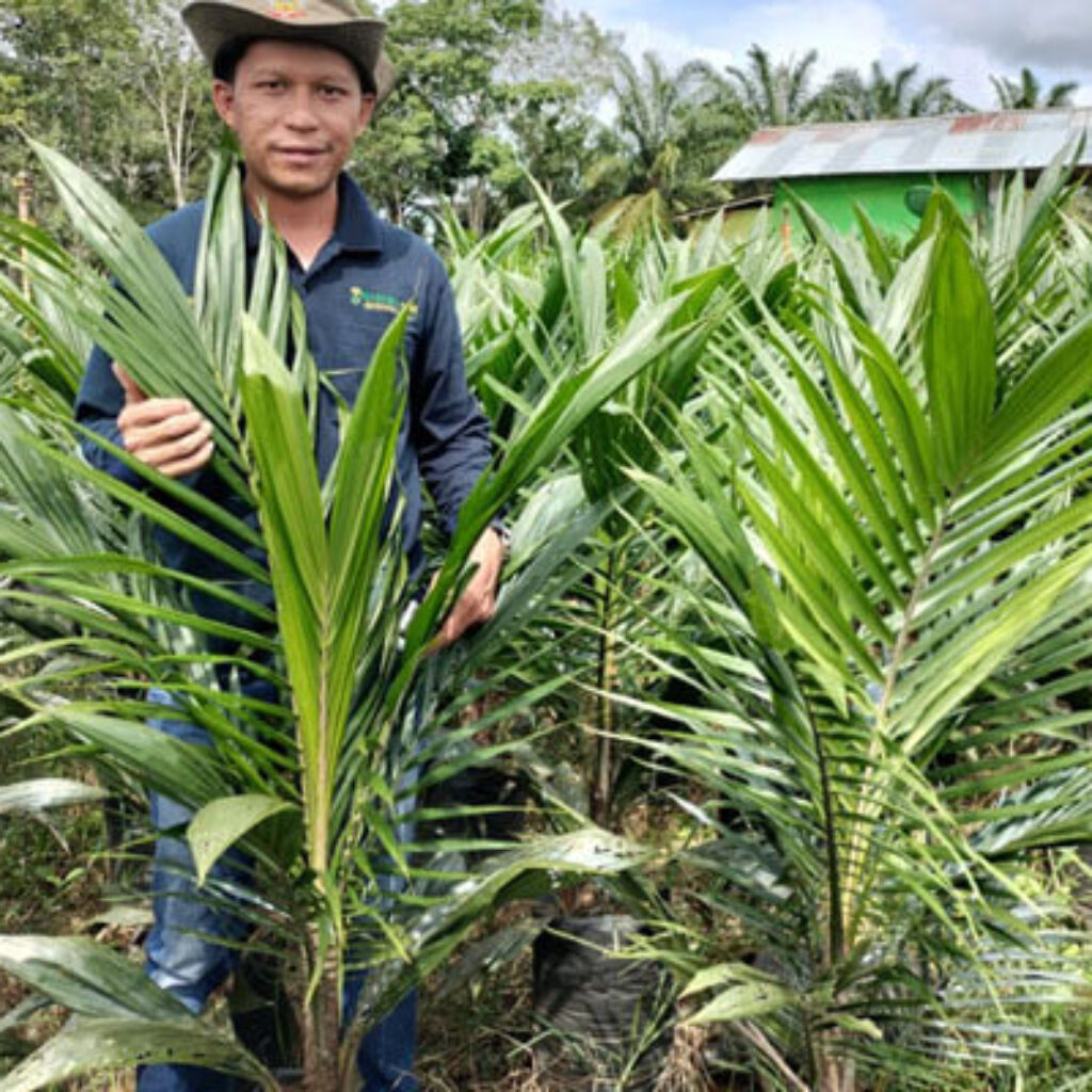 Bibit Sawit - InfoSAWIT