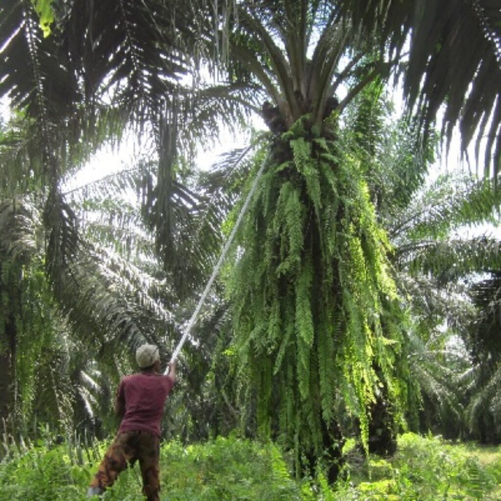 Agronomi - InfoSAWIT