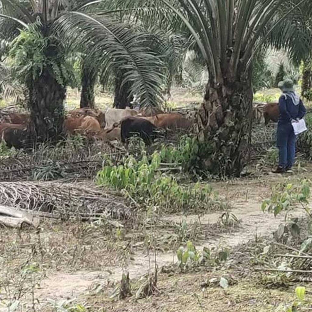 Integrasi Sawit Sapi - InfoSAWIT