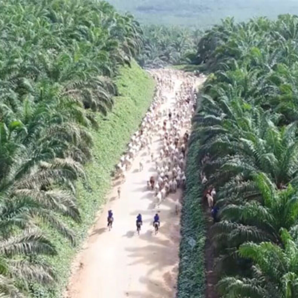 Integrasi Sawit-Sapi - InfoSAWIT