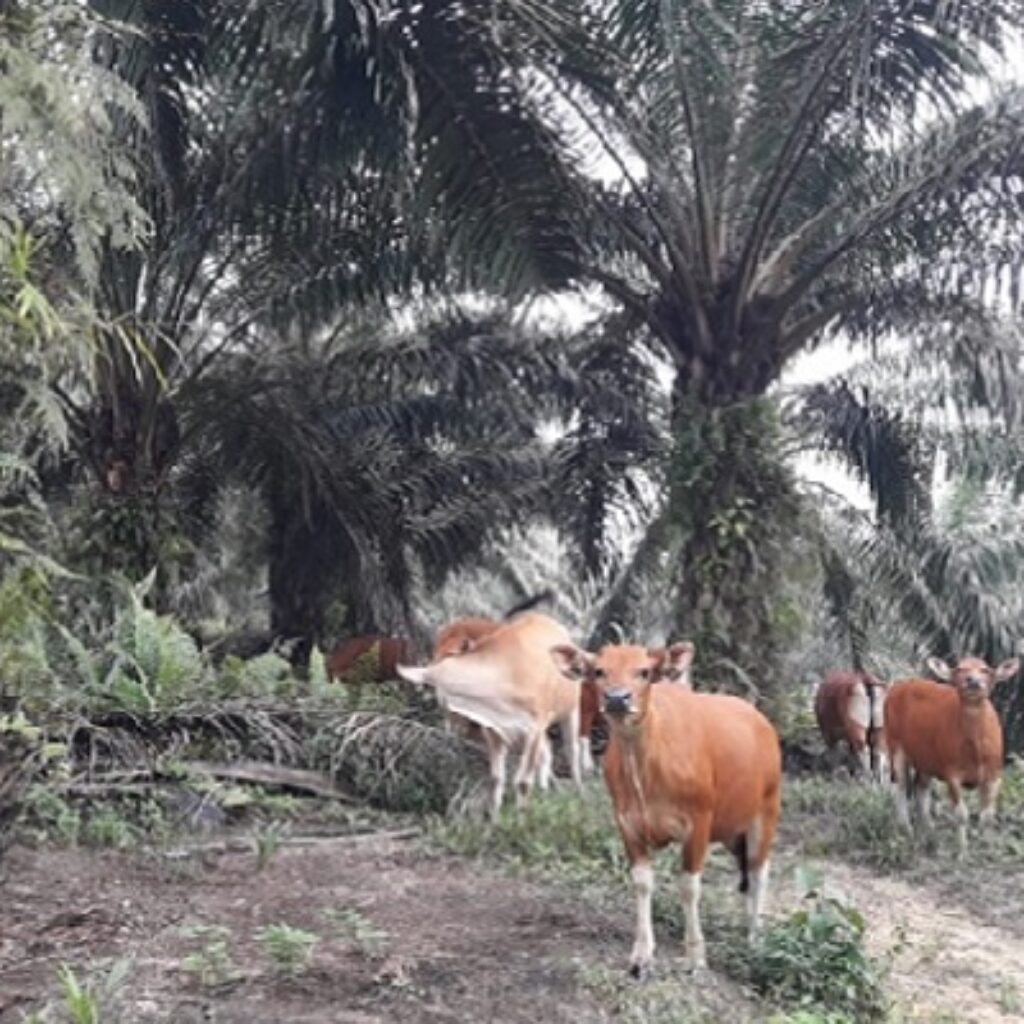 Integrasi Sawit-Sapi - InfoSAWIT