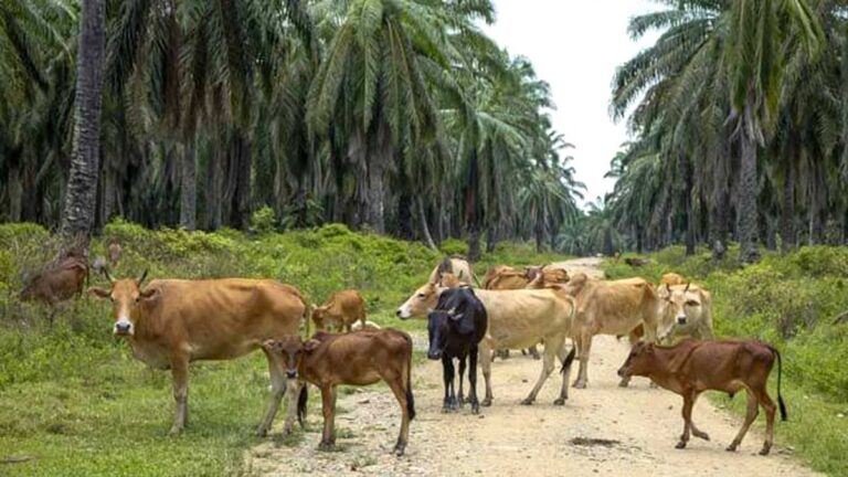 Berita Sawit - Berikut Tiga Kelompok Budidaya Sawit-Sapi yang Perlu ...