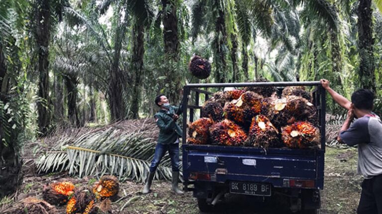 Berita Sawit - Harga TBS Sawit di Subulussalam Tembus di Atas Rp3.000 ...