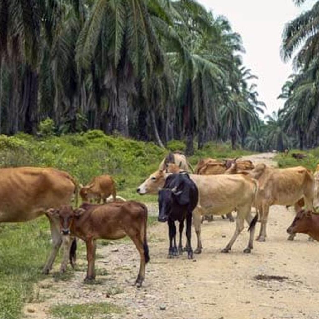 Integrasi Sapi-Kelapa Sawit - InfoSAWIT