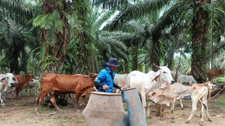 Berita Sawit - Riau Siap Jadi Pusat Integrasi Sawit dan Sapi, Bidik ...