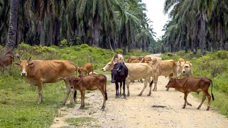 Berita Sawit - Integrasi Sawit Sapi Bukan Hama, Ini Penjelasannya ...