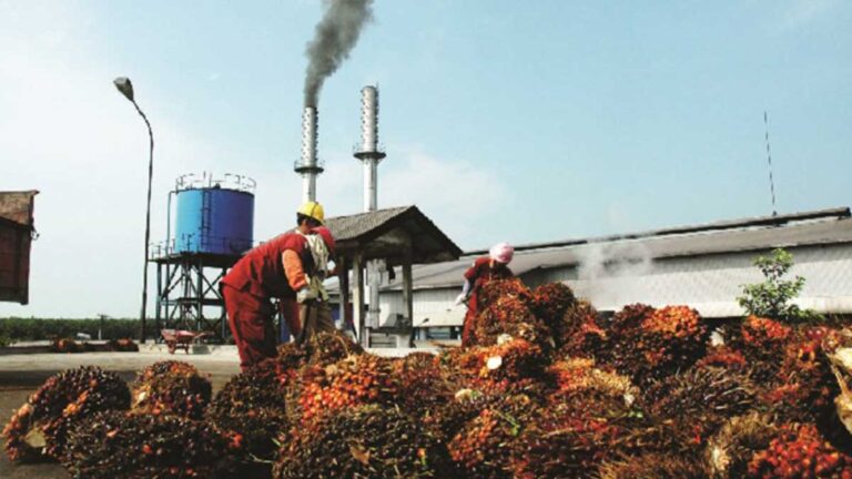 Berita Sawit - Harga TBS Sawit Jambi Periode 1-7 Mei 2026 Naik Tipis ...